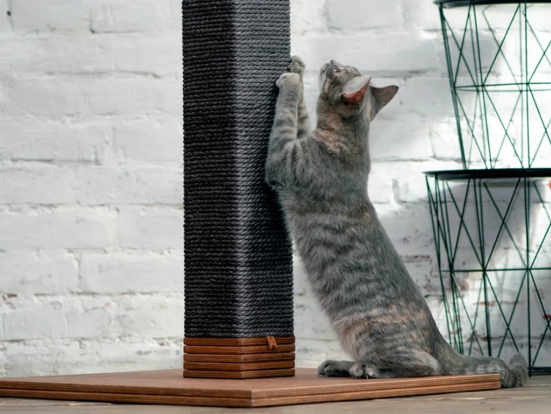 De ultieme selectie van 10 krabpalen voor grote katten in 2024