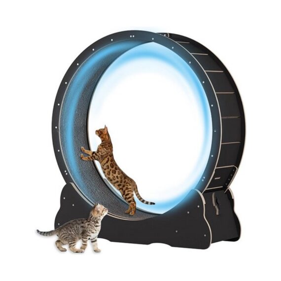 14 Beste Loopwielen Voor Katten: Maak Hun Dag Actiever